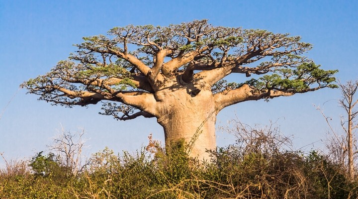Madagaskar: Wist je dat?