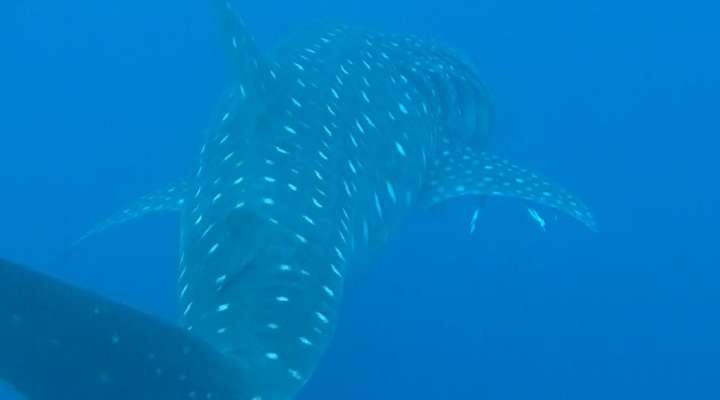 Vakantieverhaal 'Walvishaaien spotten in Australië' over Australië ...