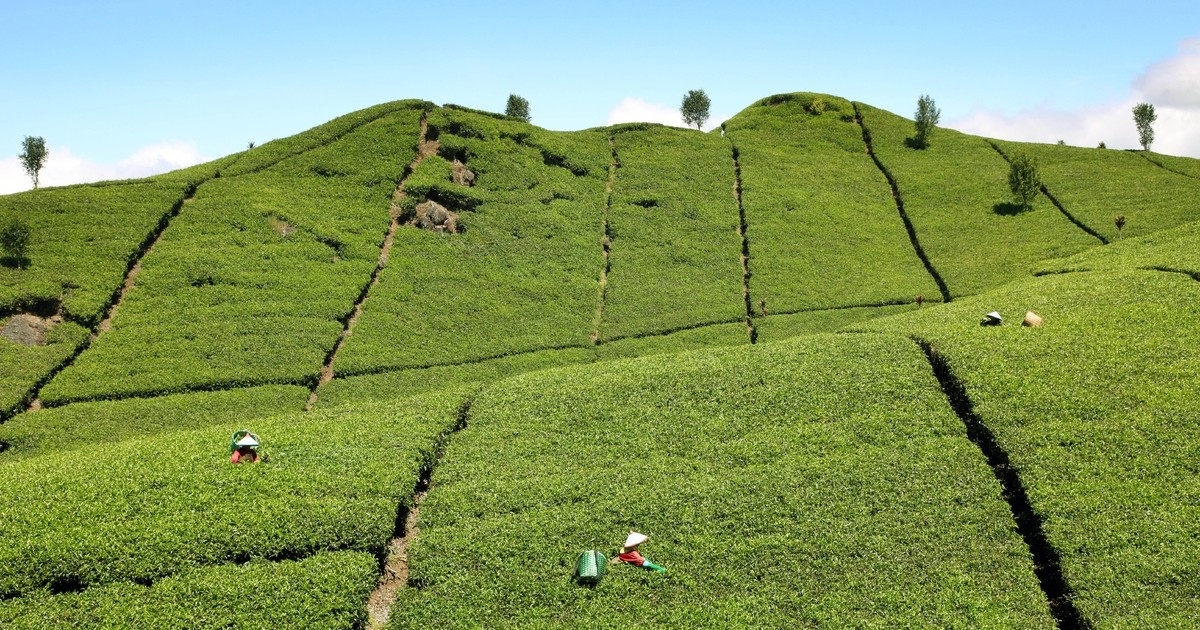 De theeplantages van Java