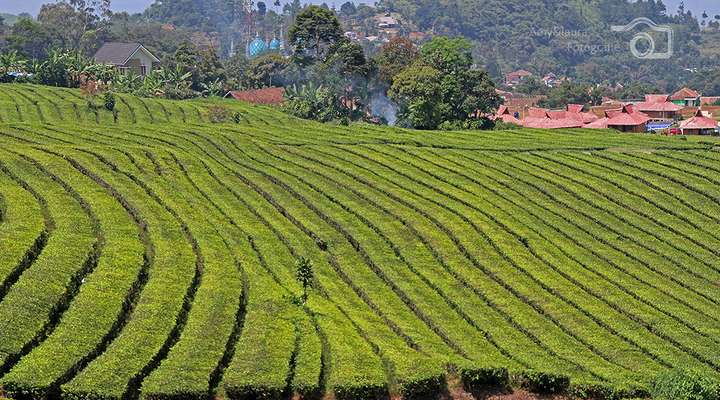De theeplantages van Java