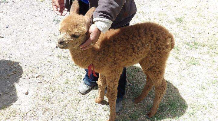 Vakantieverhaal 'Rondreis door Peru' over Peru | Reisgraag.nl