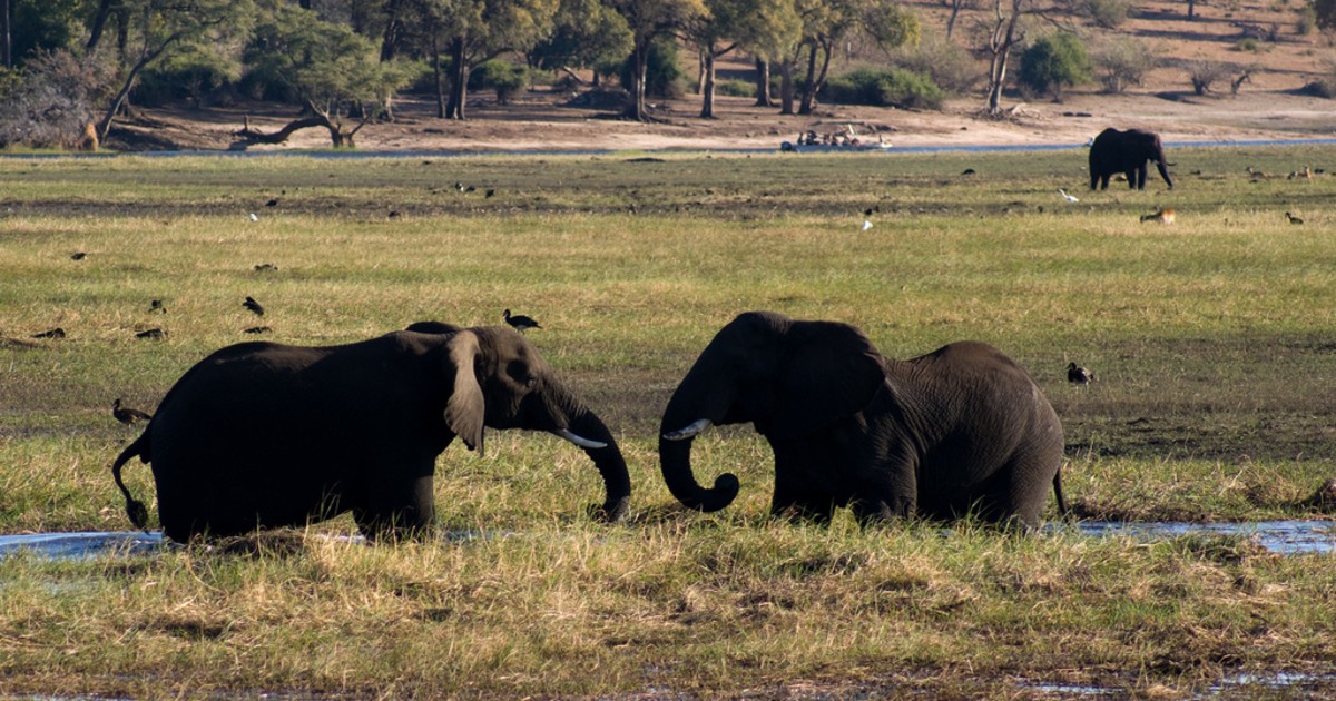 Chobe National Park Botswana