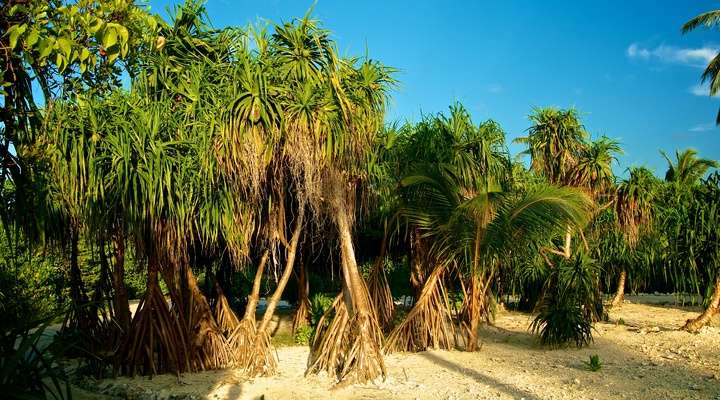 De flora en fauna van Tonga