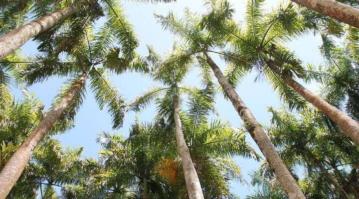 Het tropische binnenland van Suriname