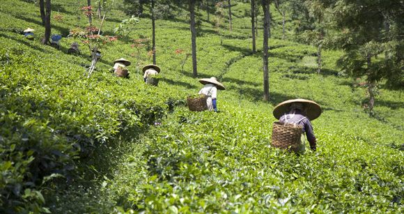 De theeplantages van Java - Reisgraag.nl